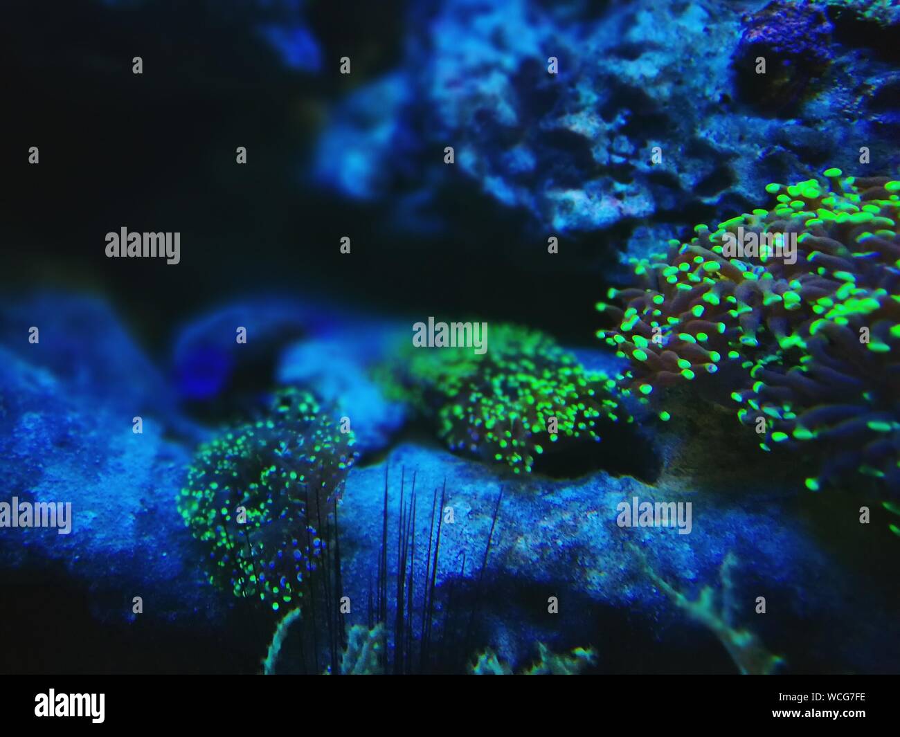 Lichen de corail Banque de photographies et d’images à haute résolution ...