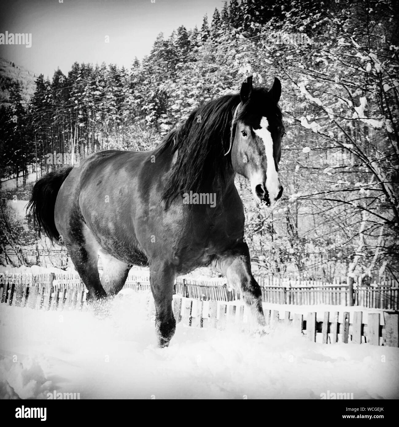 Le cheval en mouvement Banque de photographies et d’images à haute ...