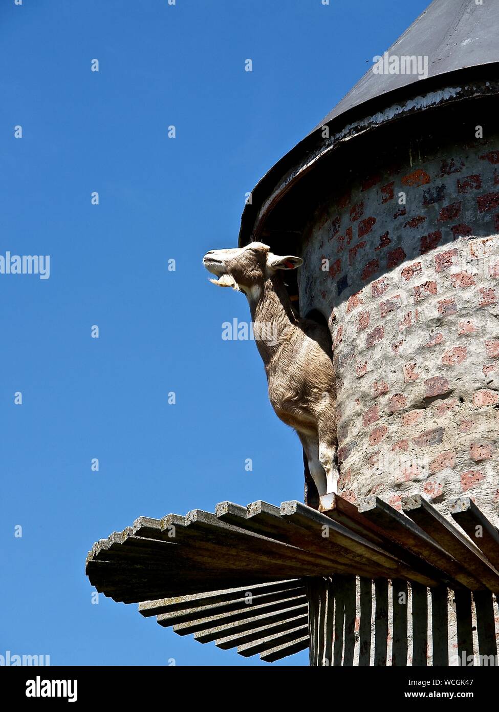Goat tower Banque de photographies et d’images à haute résolution - Alamy