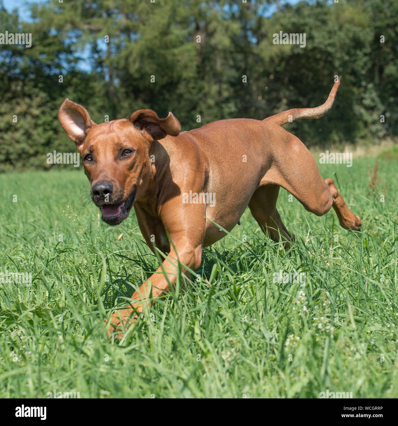 Dog rhodesian ridgeback african lion Banque de photographies et d ...