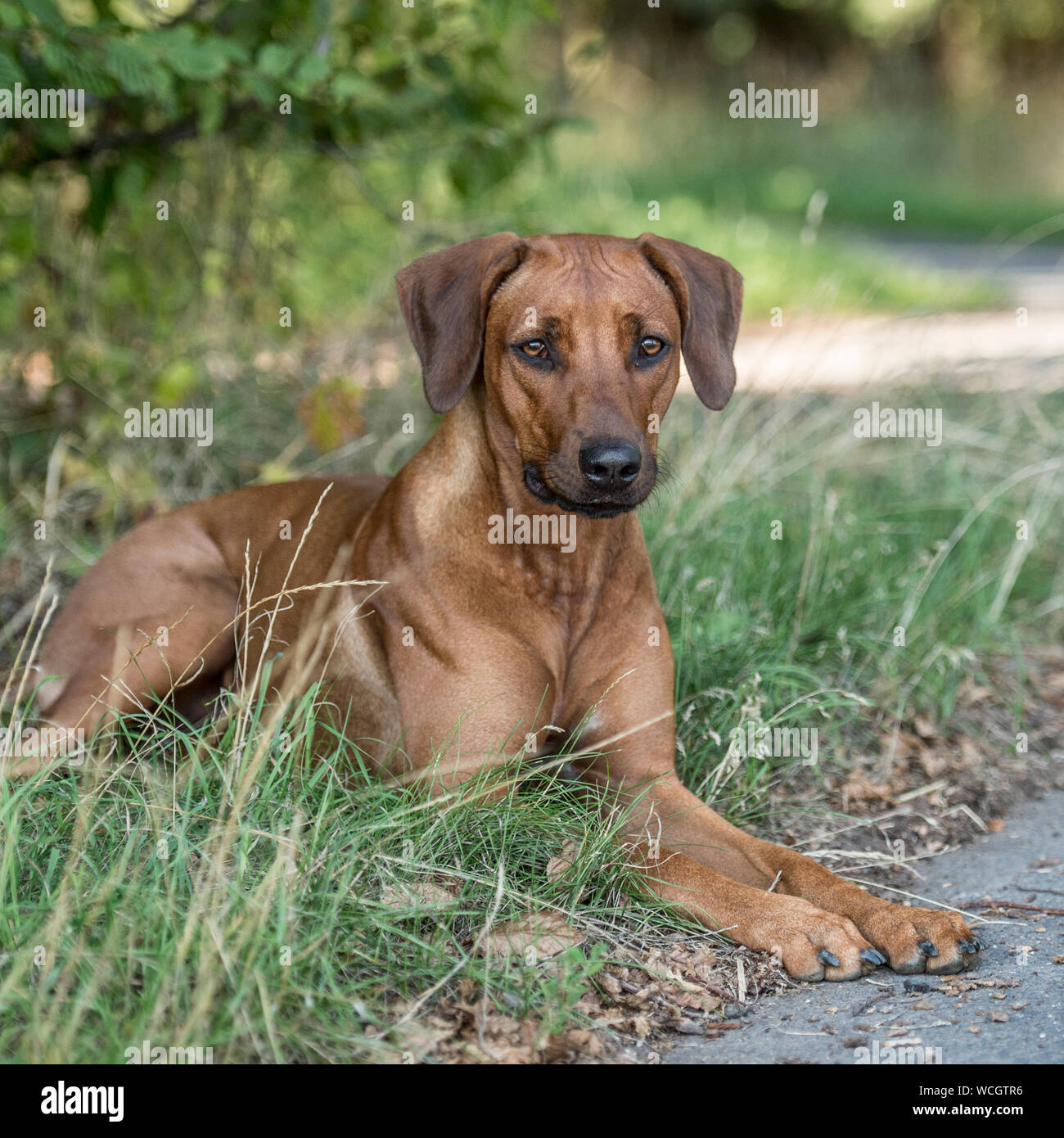 Rhodesian ridgeback back Banque de photographies et d’images à haute ...