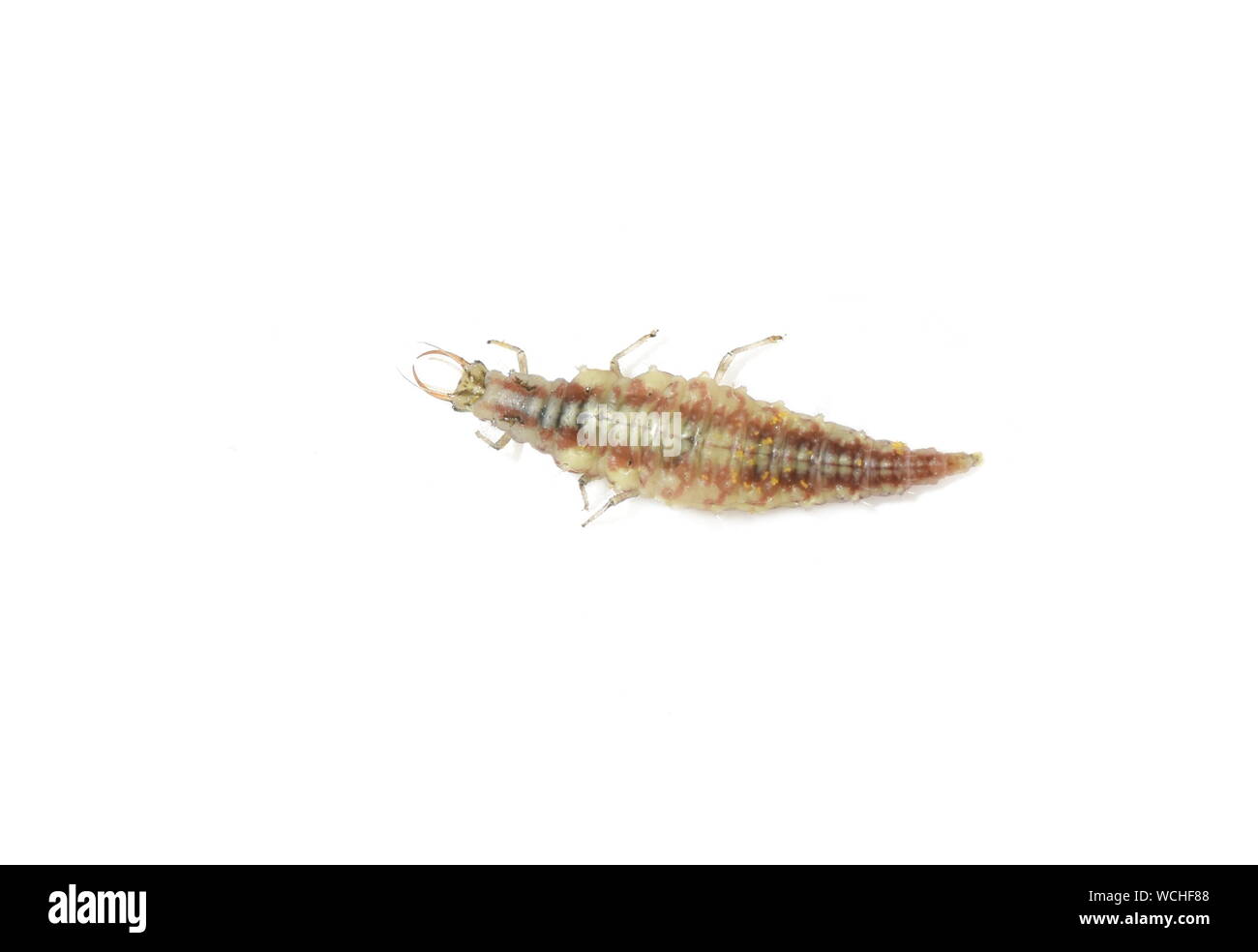 Larves de chrysope verte Banque de photographies et d’images à haute ...