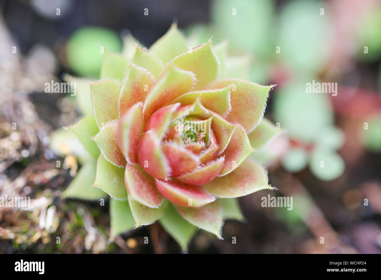 Feuilles pointues succulentes Banque de photographies et d’images à ...