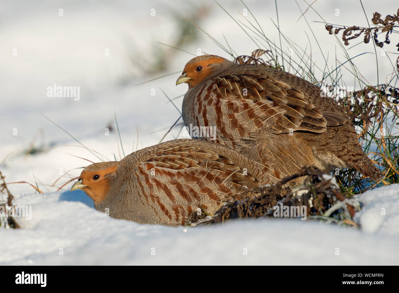 Perdix Grise Banque d'image et photos - Alamy