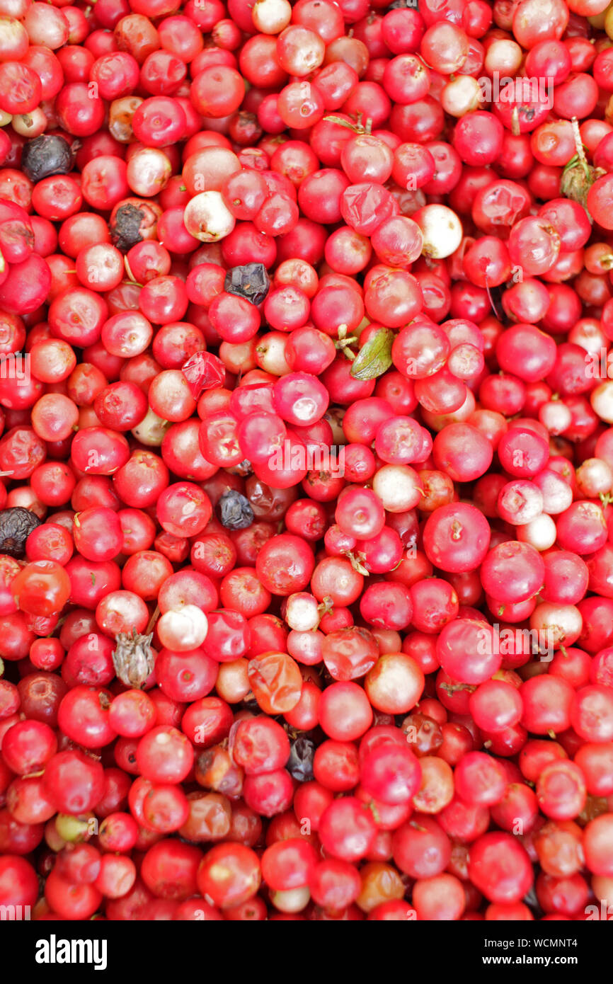 La canneberge. Baies de groseille rouge. Petits fruits rouges. Les ...