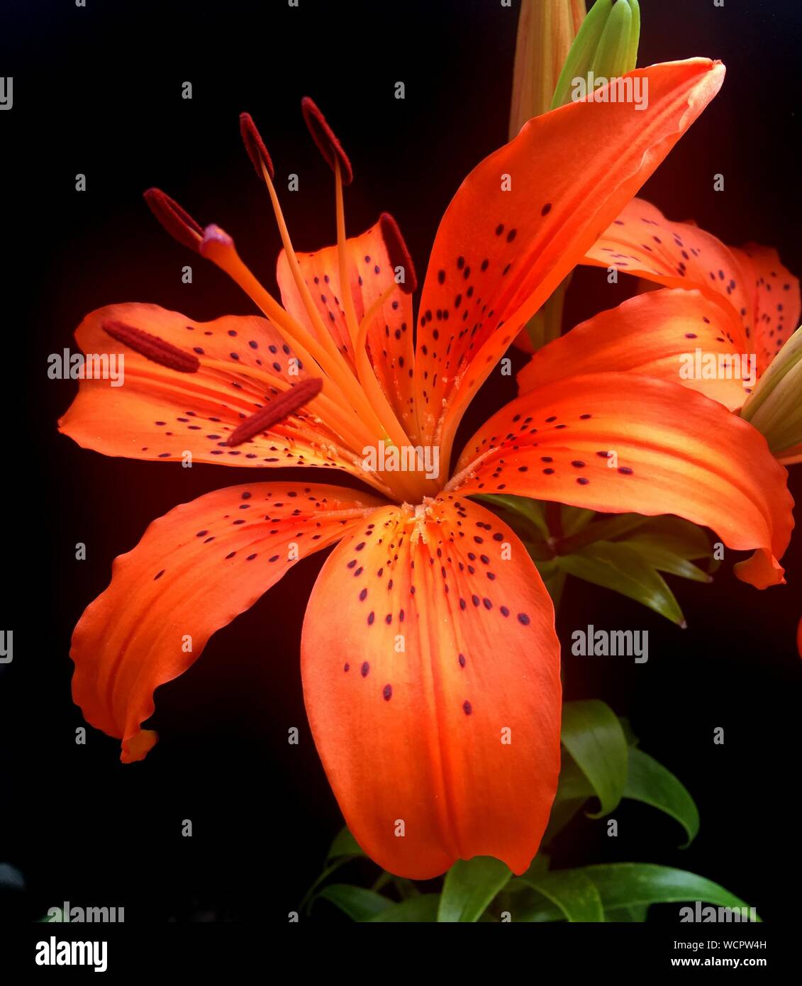Fleur de lys sur fond noir Banque de photographies et d’images à haute résolution - Alamy