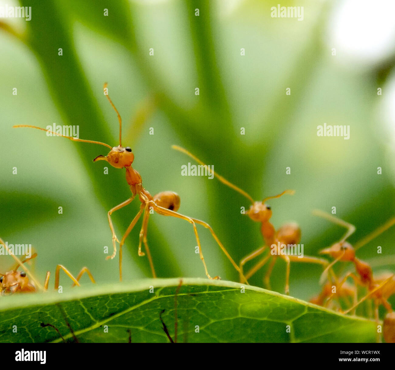 Fourmis sur feuille Banque de photographies et d’images à haute ...