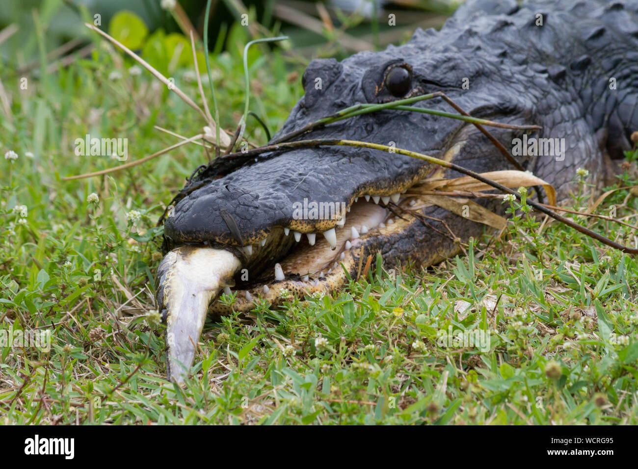 Poisson alligator Banque de photographies et d’images à haute ...