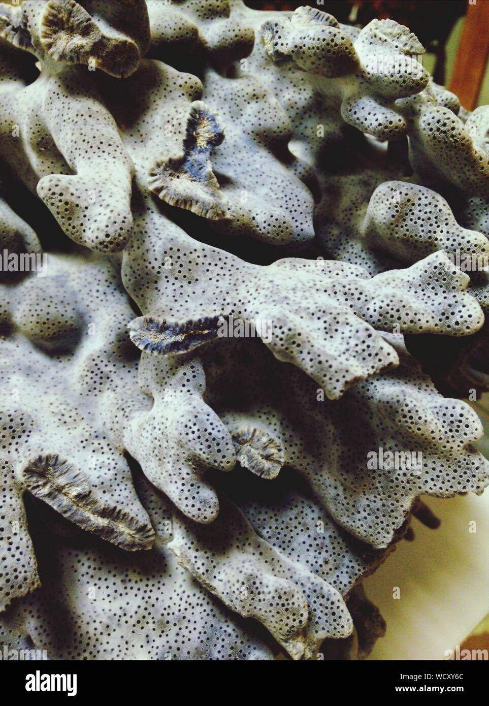 La vie aquatique Banque de photographies et d’images à haute résolution ...