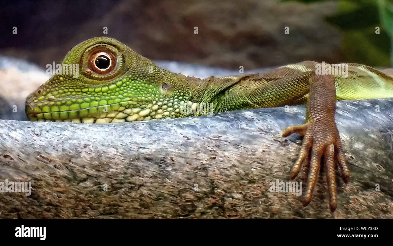 Warming reptile Banque de photographies et d’images à haute résolution ...