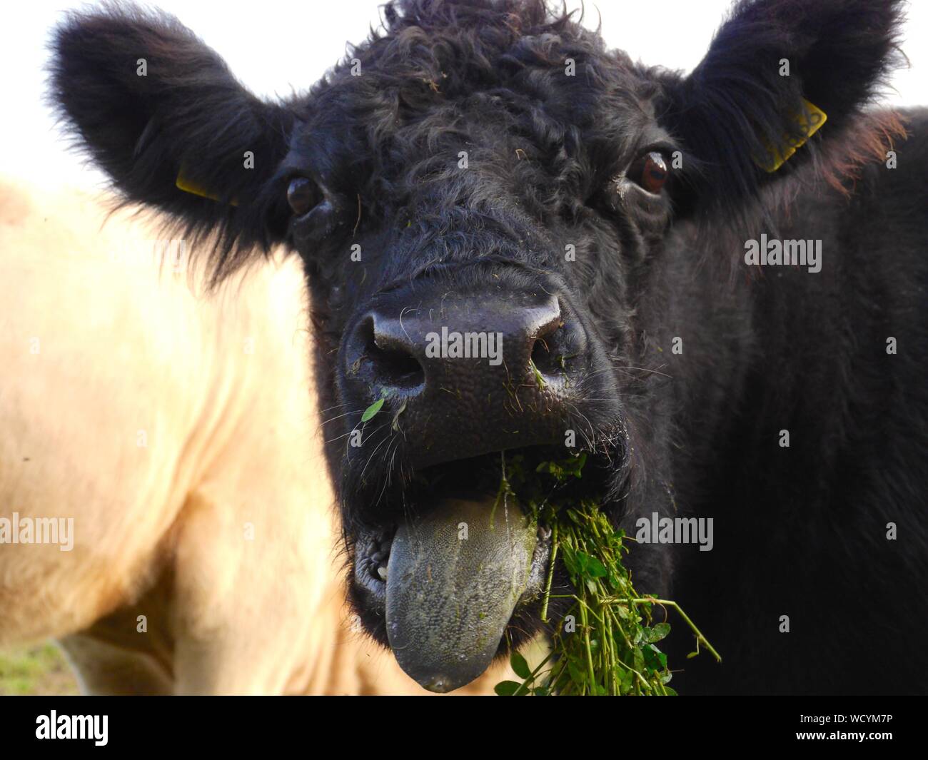 Langue de vache dehors Banque de photographies et d’images à haute ...