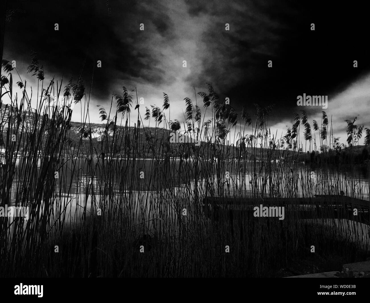 Plantes pour le bord de la mer Banque de photographies et d’images à ...