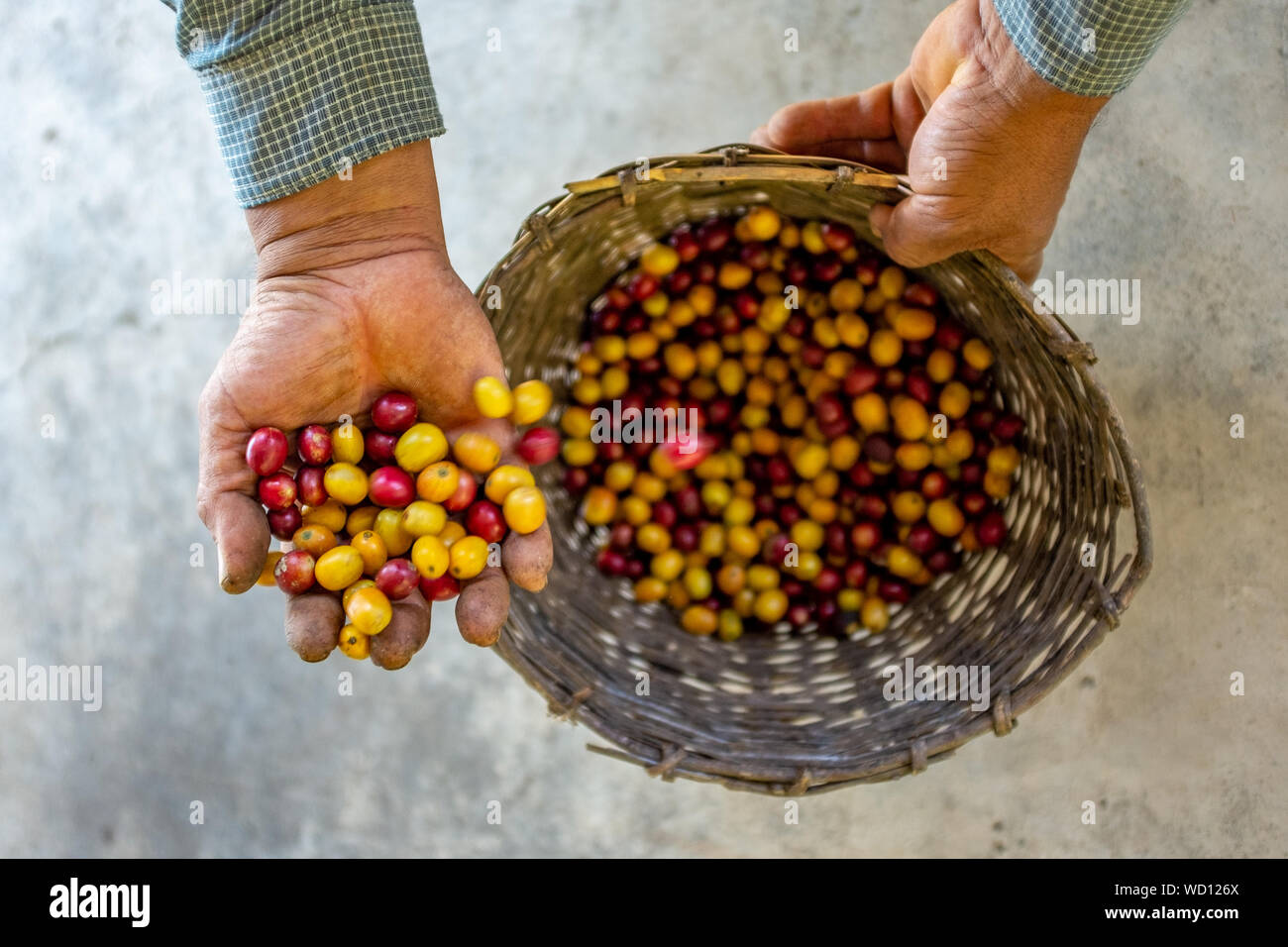 Fruits de café Banque de photographies et d’images à haute résolution ...