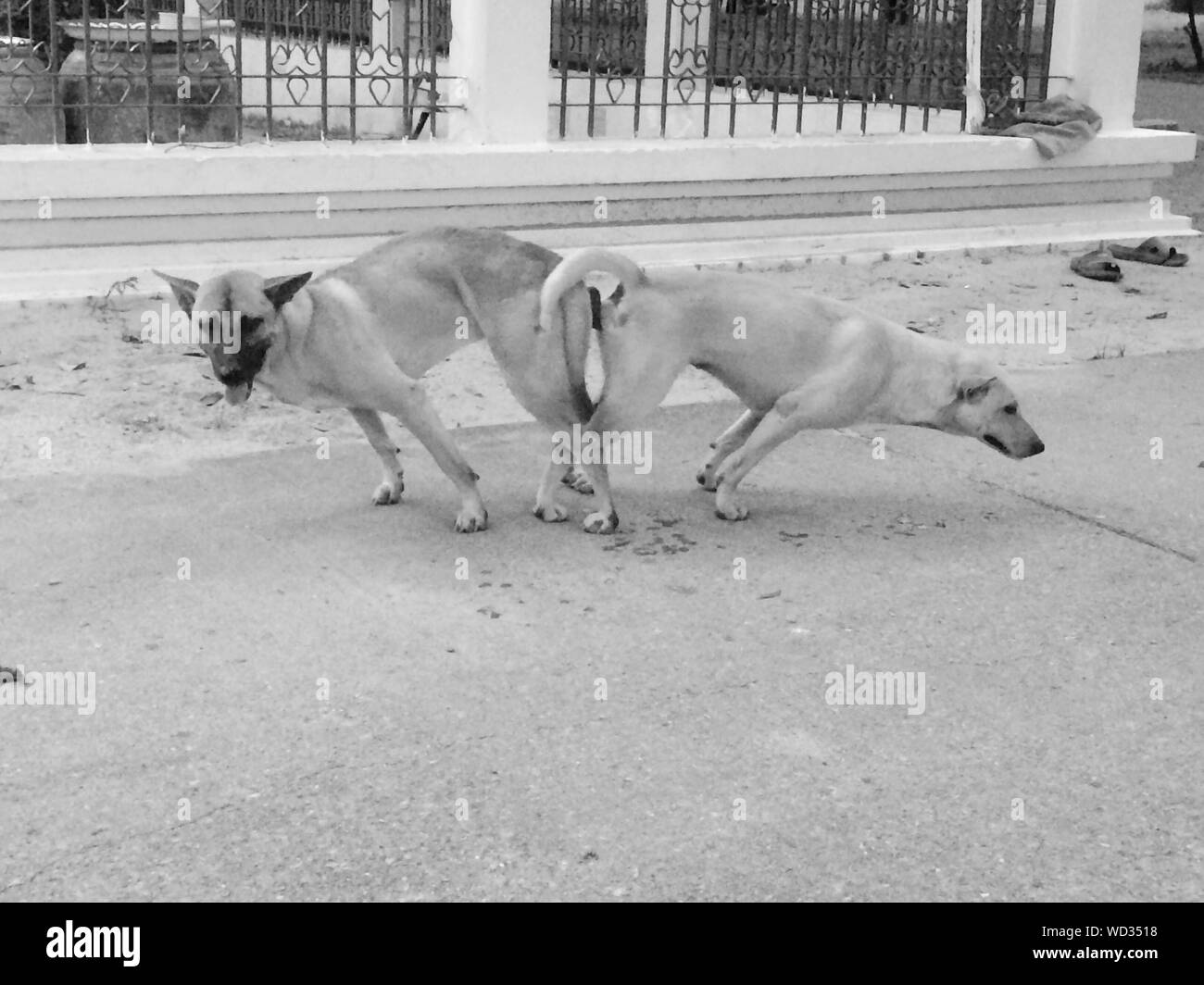 Accouplement Des Chien Banque d'image et photos - Alamy