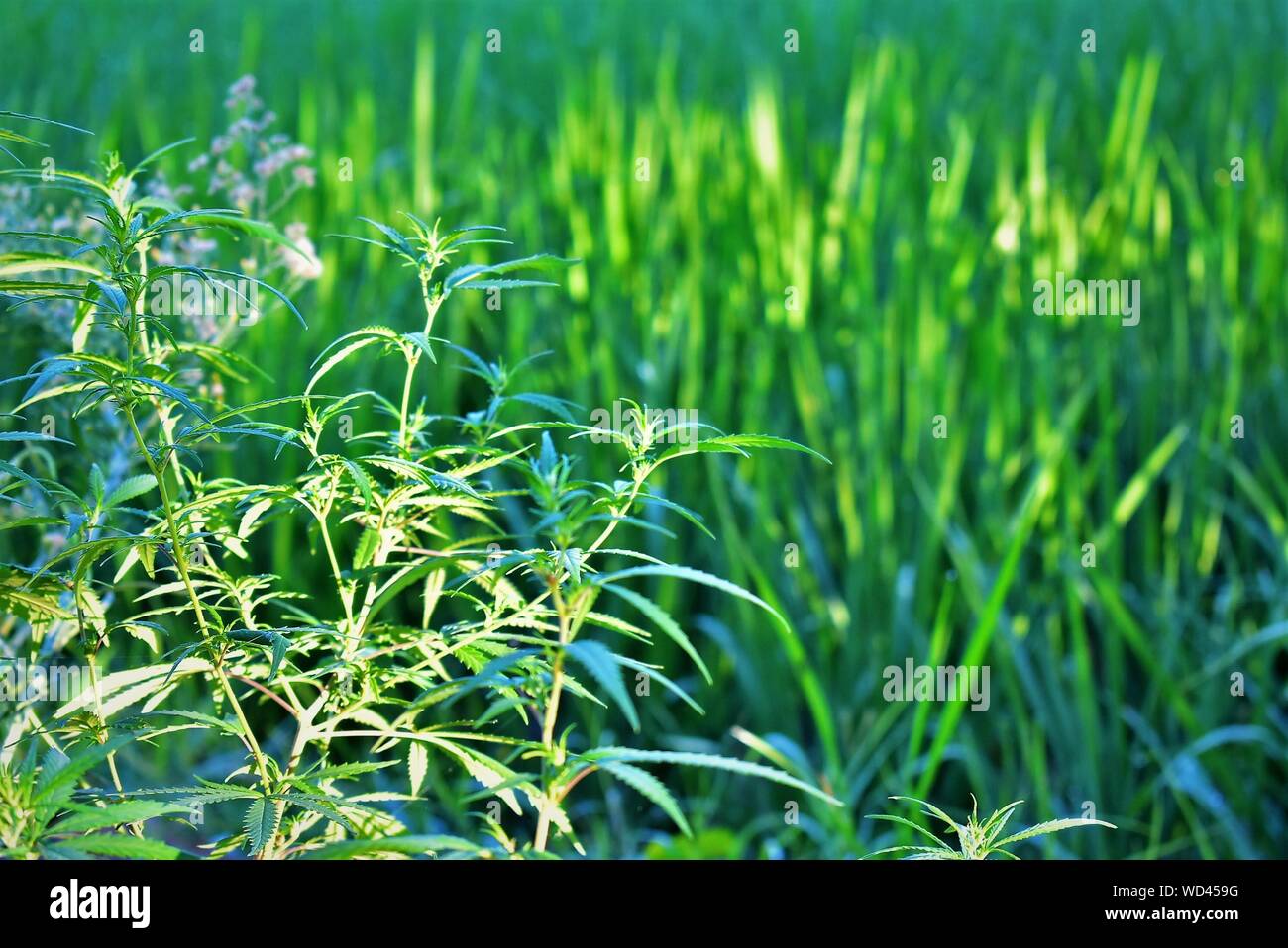 Verdure des plantes Banque de photographies et d’images à haute ...