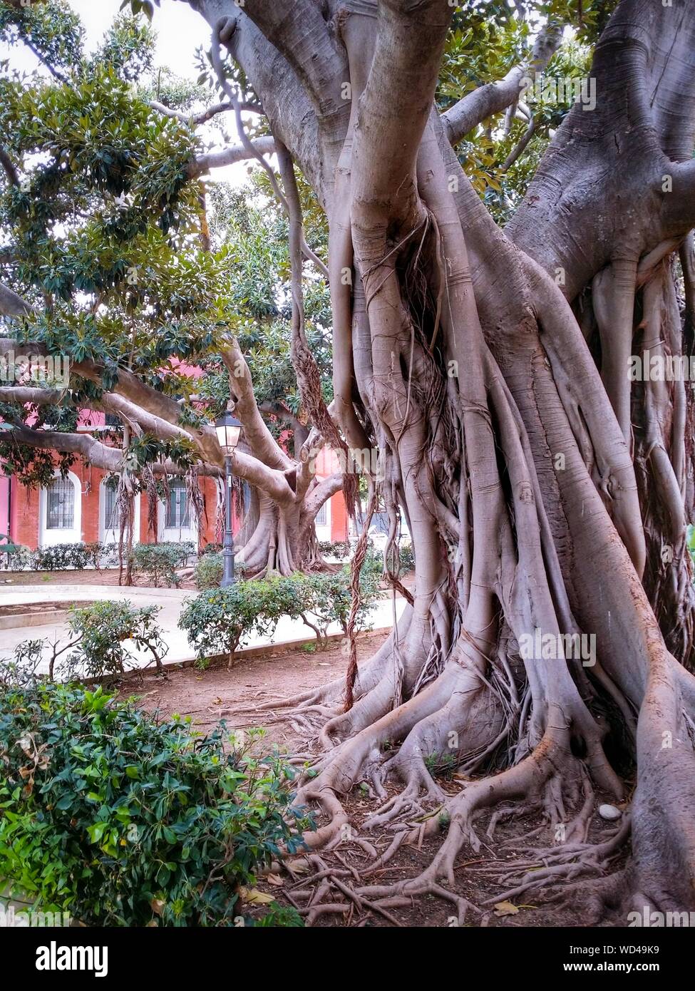Les banians Banque de photographies et d’images à haute résolution - Alamy
