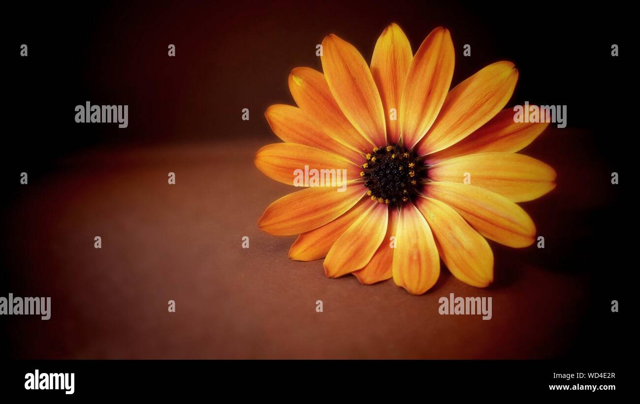 Fond jaune marron Banque de photographies et d’images à haute ...