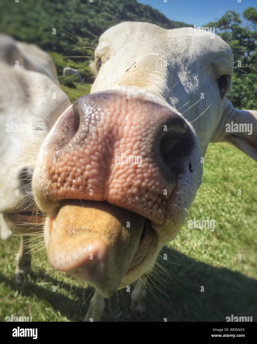 Vache qui tire la langue Banque de photographies et d’images à haute ...