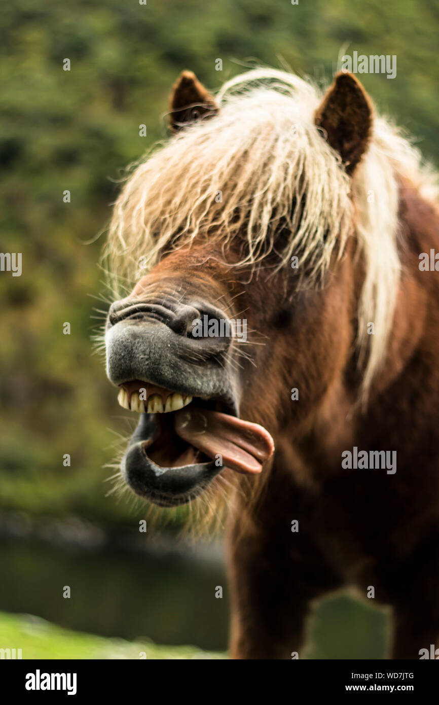 Cheval qui rit Banque de photographies et d’images à haute résolution ...