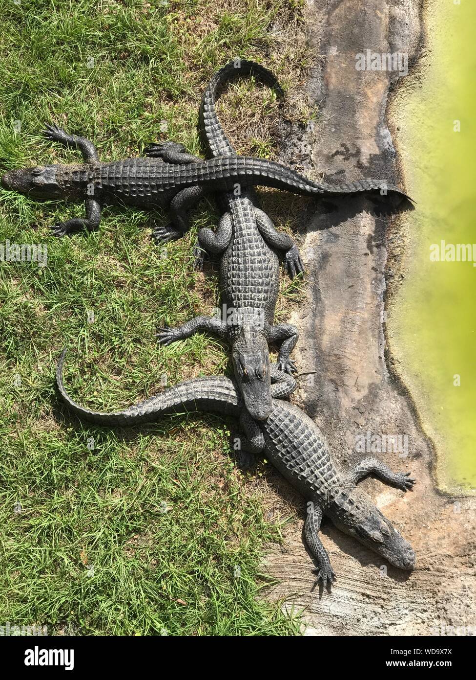 Alligators dans le lac Banque de photographies et d’images à haute ...