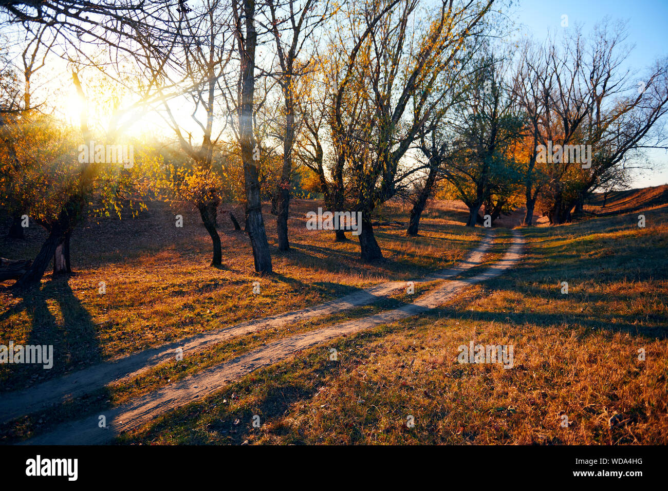 La route au sol et de beaux arbres dans la forêt d'automne,plein soleil ...