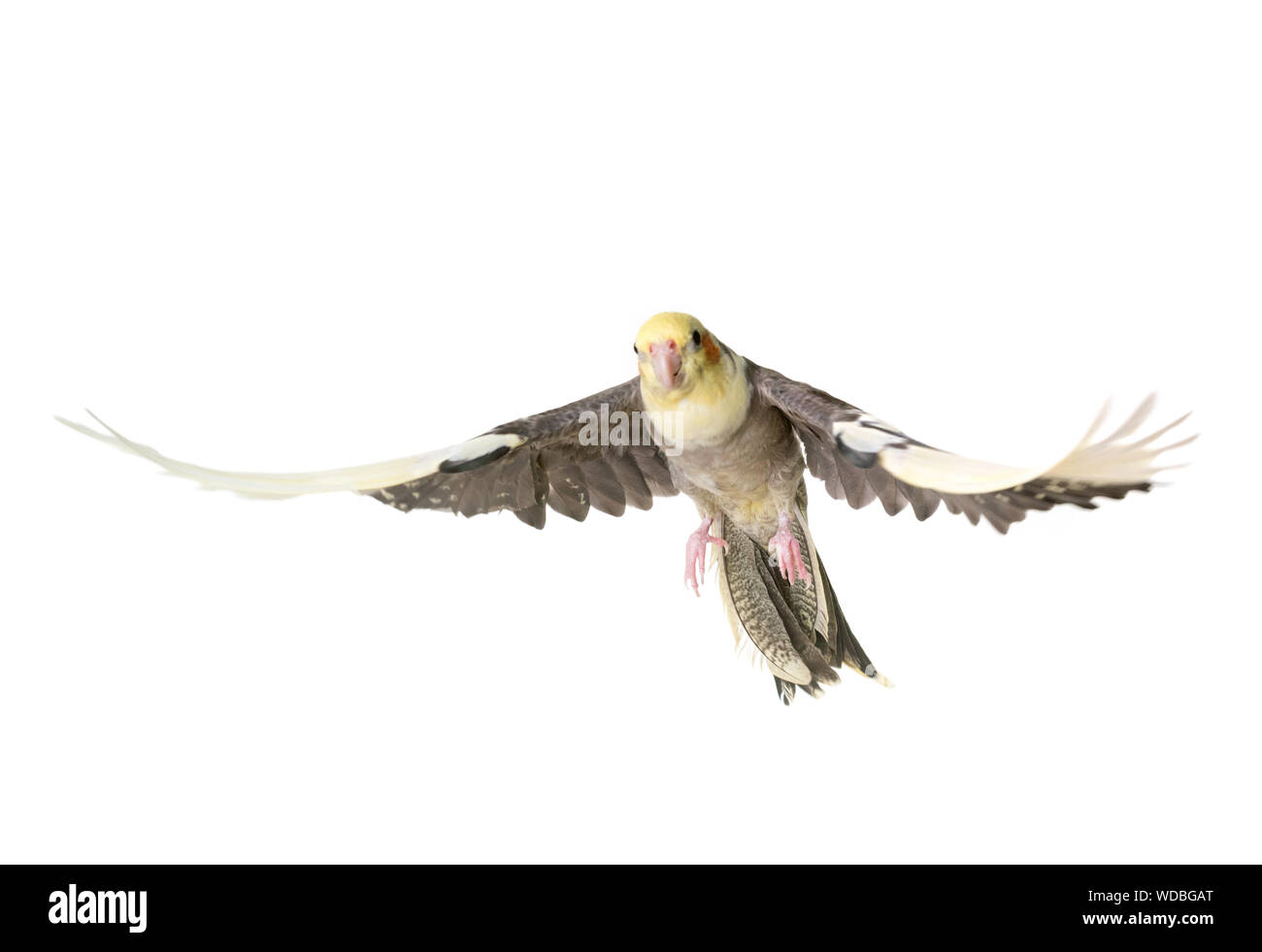Perroquet gris vol Banque de photographies et d’images à haute ...