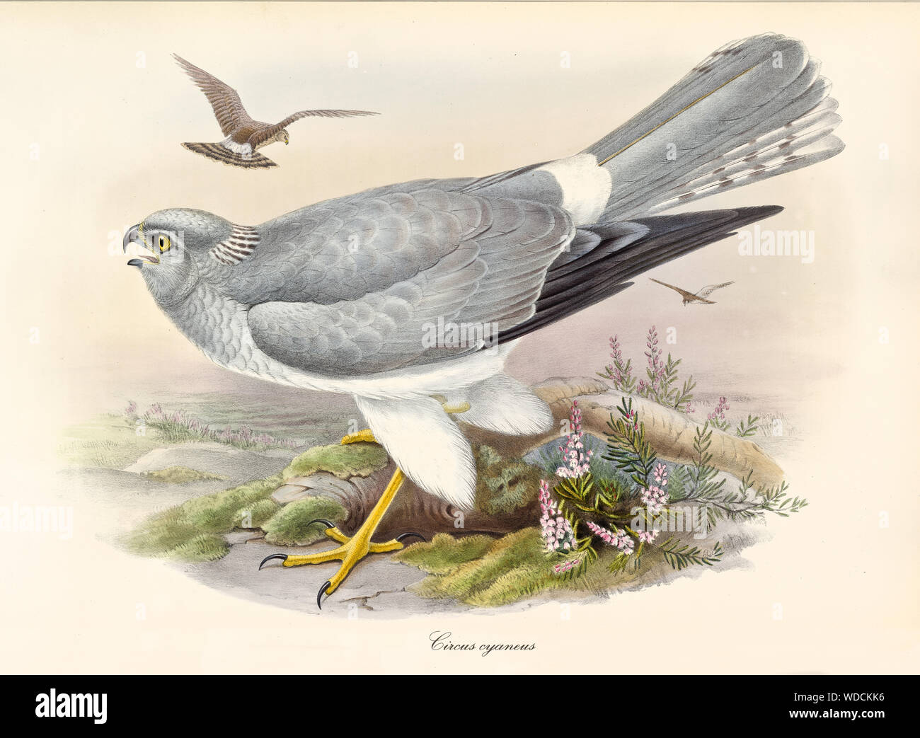 Oiseau qui vole dessin Banque de photographies et d’images à haute ...