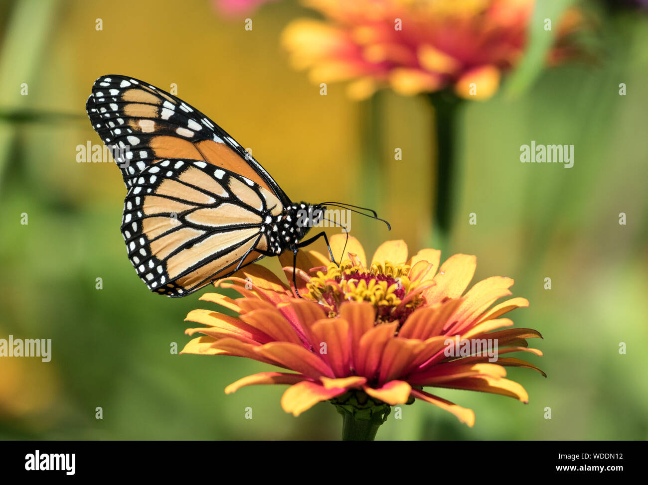 Alimentation Du Monarque Banque d'image et photos - Alamy