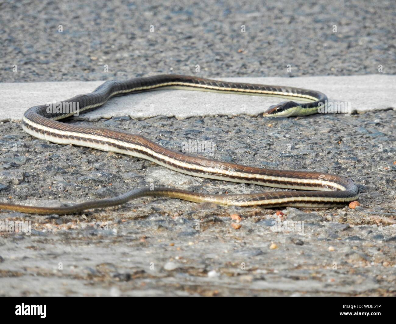 Snake on road Banque de photographies et d’images à haute résolution ...