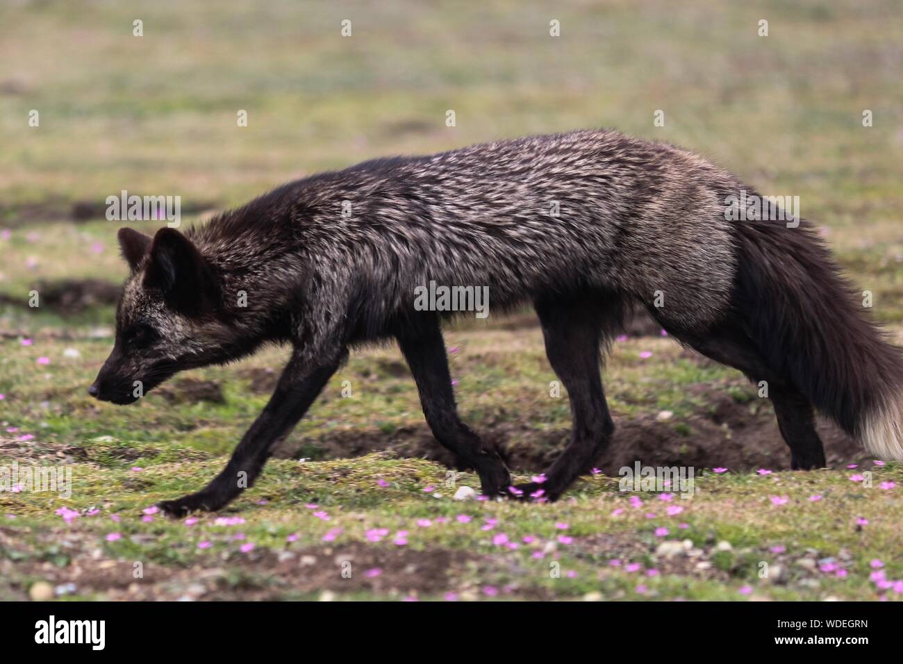 La marche des animaux Banque de photographies et d’images à haute ...