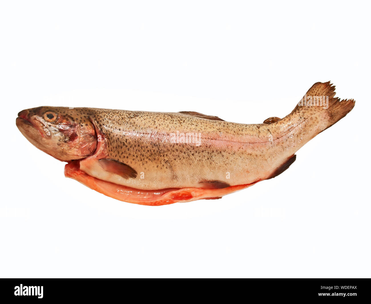 Poisson fond blanc Banque de photographies et d’images à haute ...