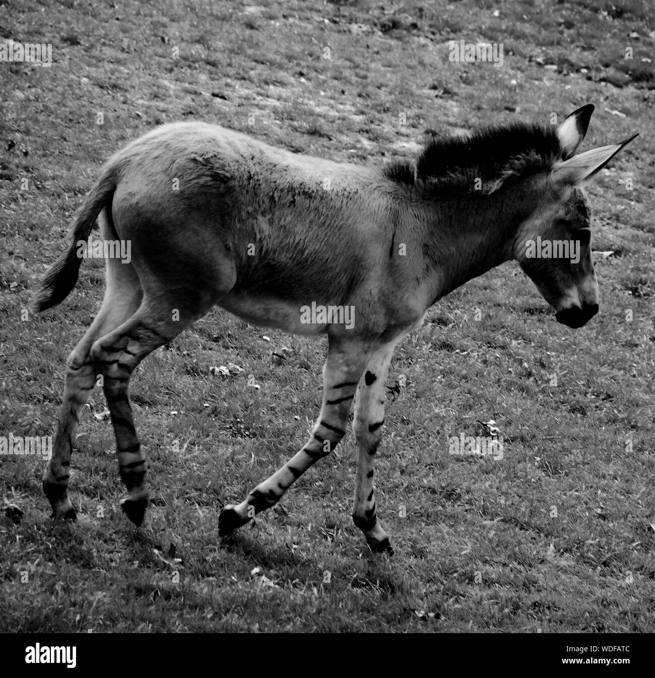 La marche des animaux Banque de photographies et d’images à haute ...