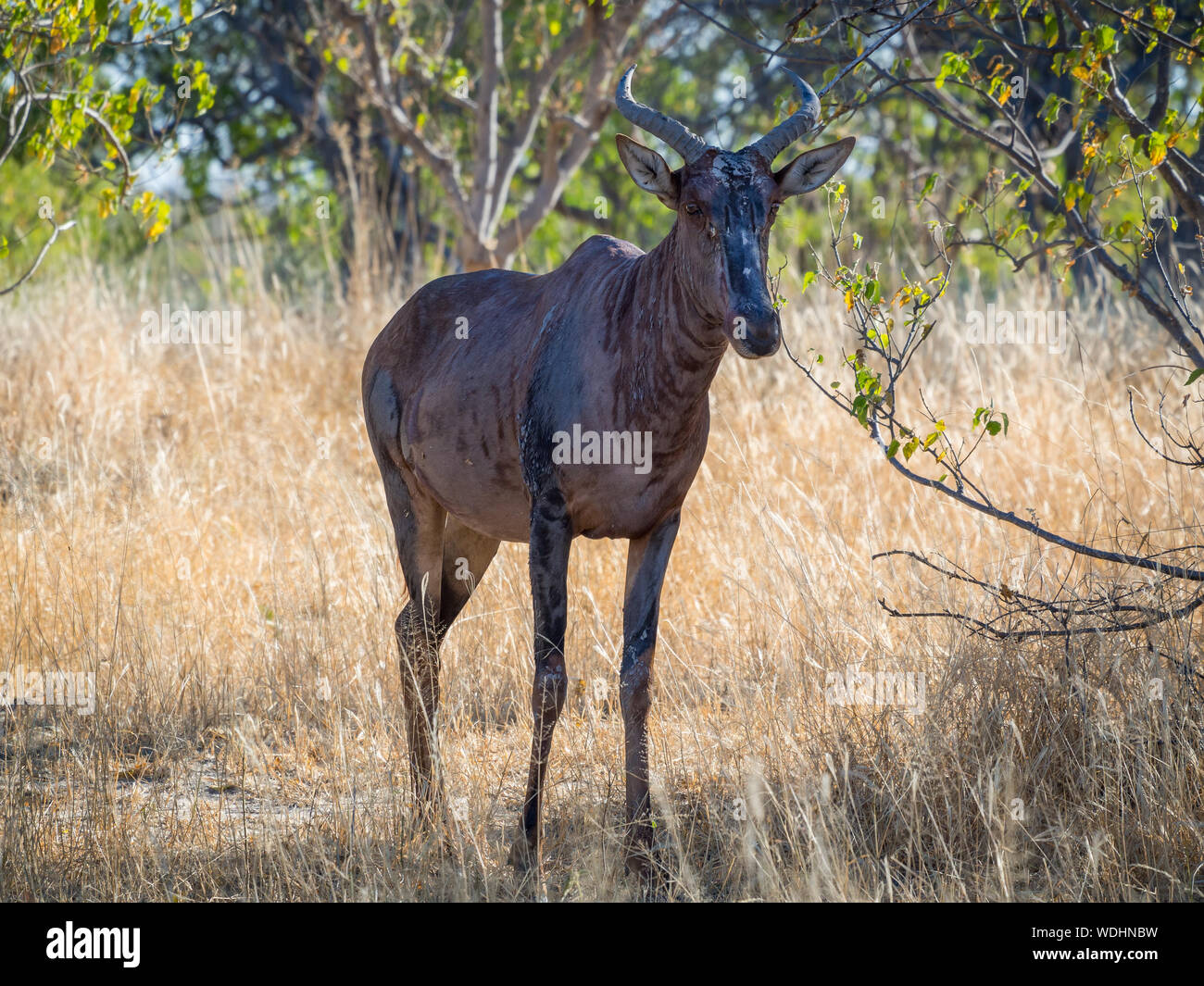 Hartebeest rouge Banque de photographies et d’images à haute résolution ...