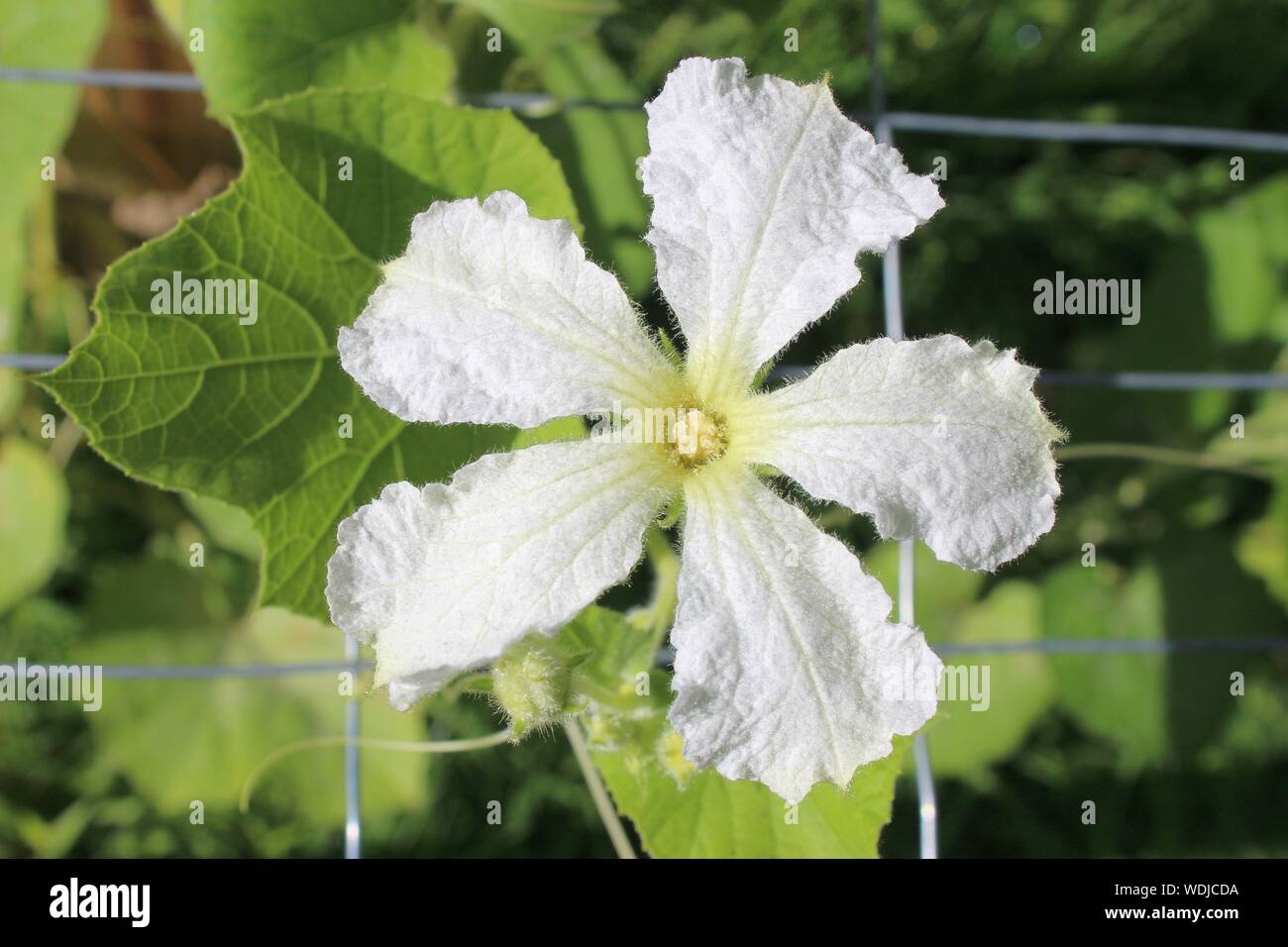 Courge fleur blanche Banque de photographies et d’images à haute ...