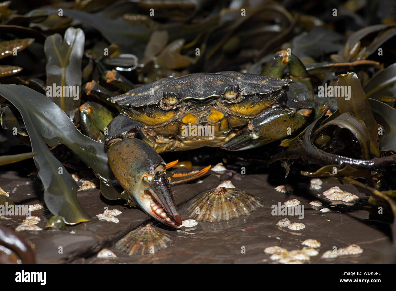 Crabe vert Banque de photographies et d’images à haute résolution - Alamy