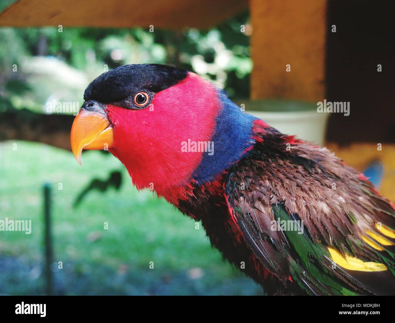 Perroquet coloré Banque de photographies et d’images à haute résolution ...