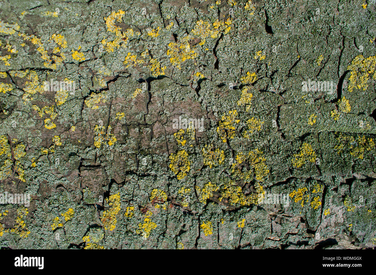 Arbre écorce sèche avec texture de fond de mousse jaune. Lichen jaune ...