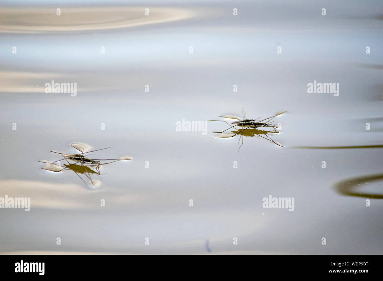 Insectes d'eau Banque de photographies et d’images à haute résolution ...