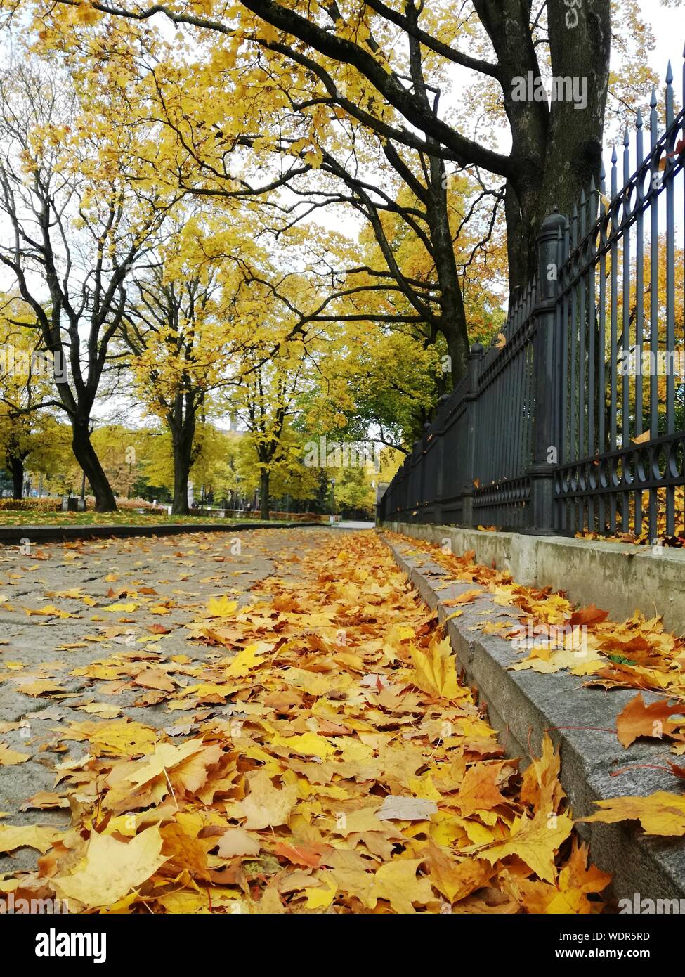 Les feuilles des arbres tombent en automne Banque de photographies et d ...