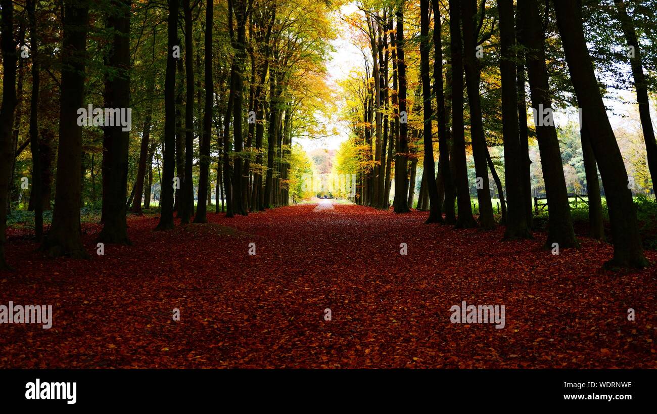 Arbres rouges Banque de photographies et d’images à haute résolution ...