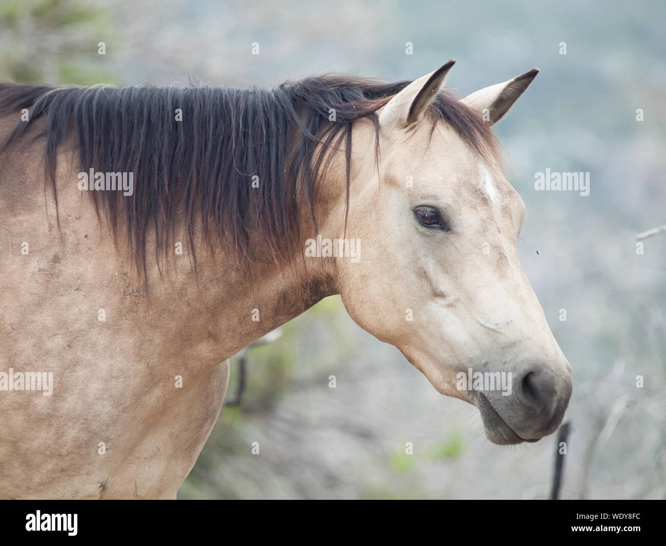 Cheval debout sur le terrain Banque de photographies et d’images à ...