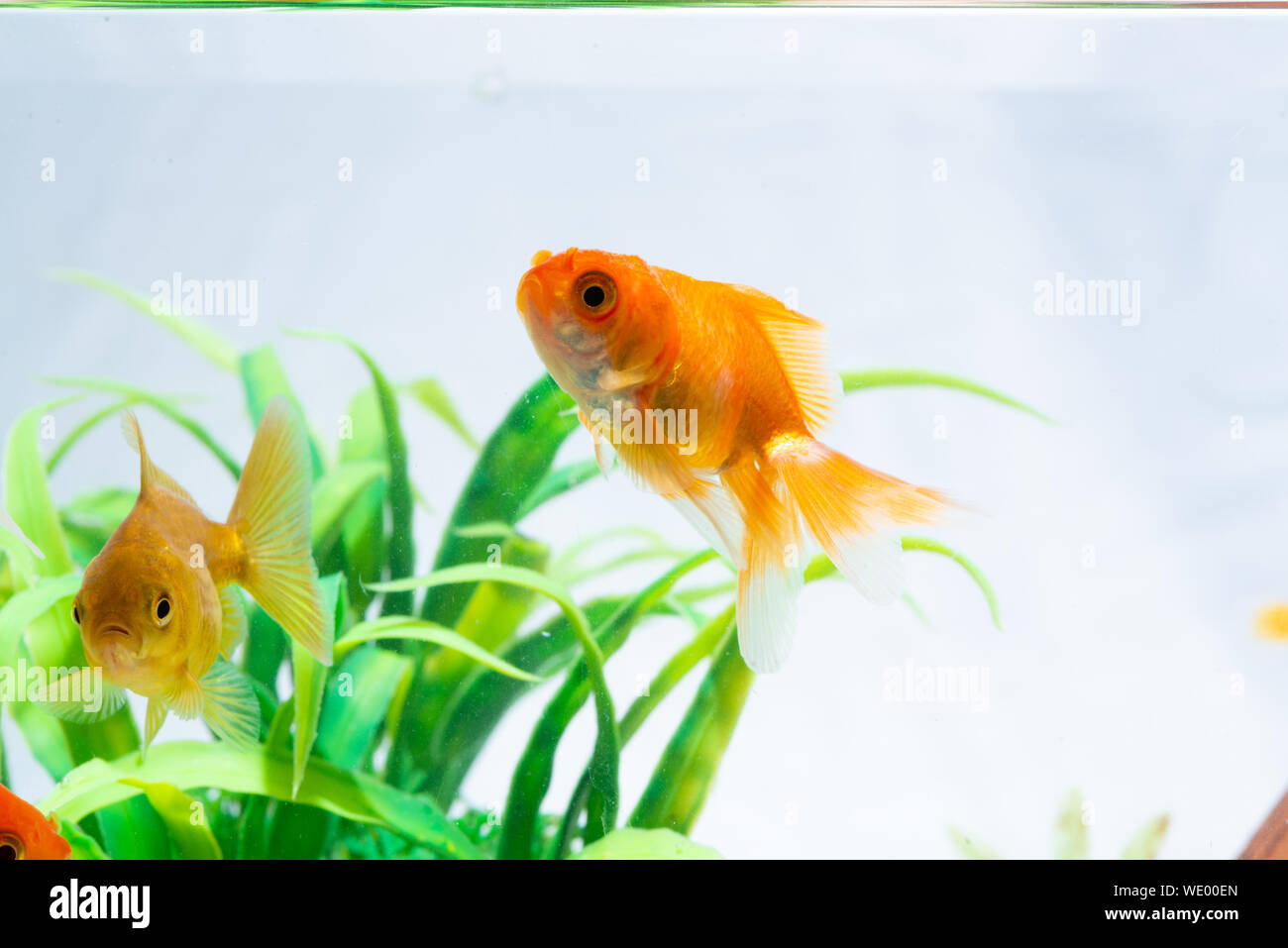 Poisson d'or ou goldfish swimming underwater in flottante réservoir d ...