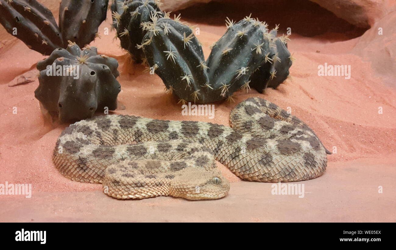 Cactus serpent Banque de photographies et d’images à haute résolution ...