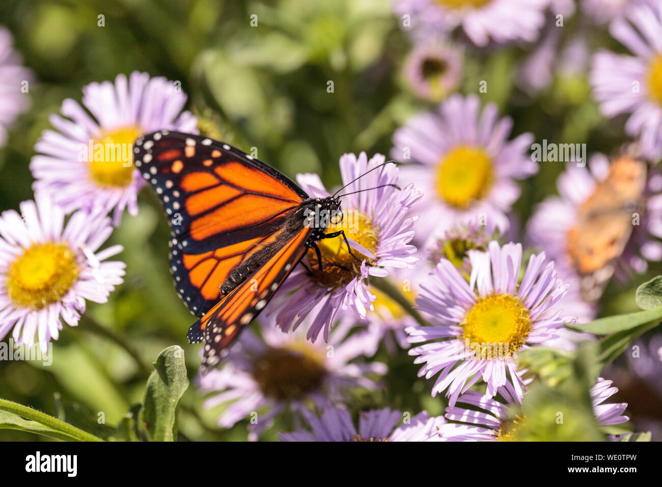 Insecte sur les fleurs Banque de photographies et d’images à haute ...