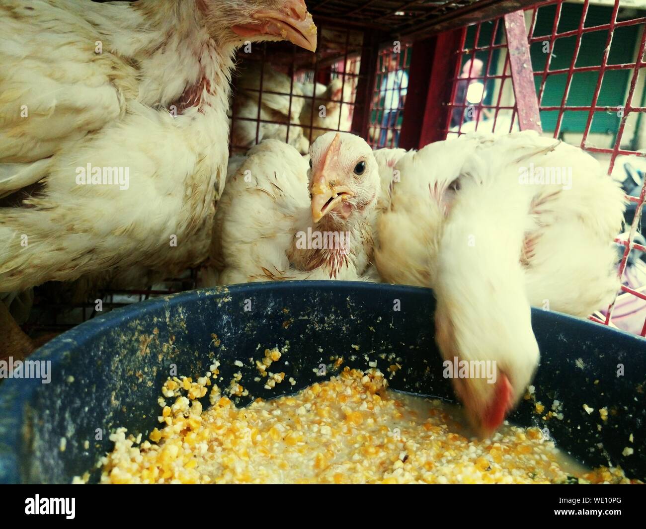 Manger de la poule Banque de photographies et d’images à haute ...