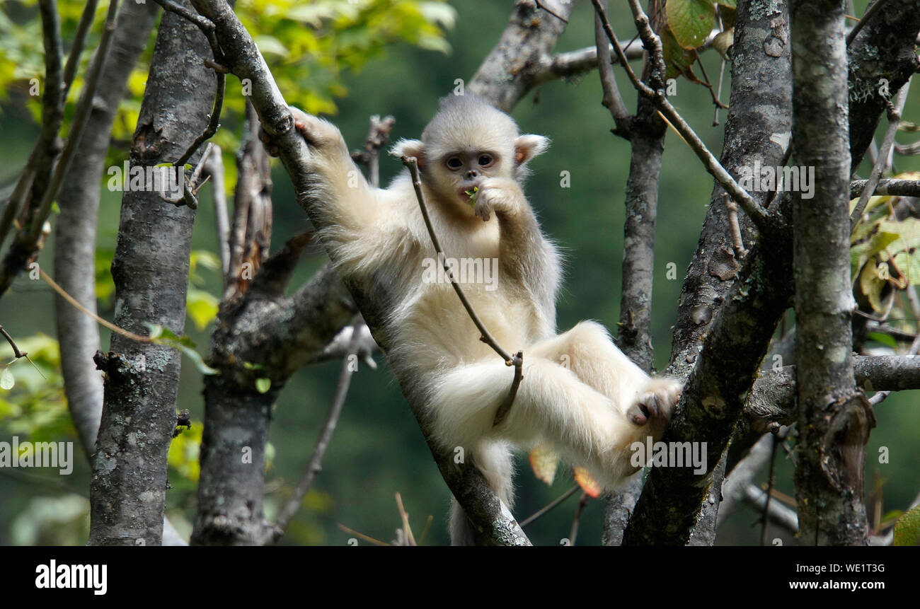 Monkey in tree Banque de photographies et d’images à haute résolution ...