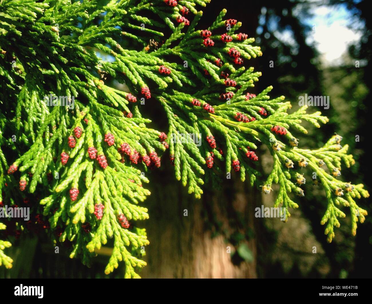 Redcedar tree Banque de photographies et d’images à haute résolution ...