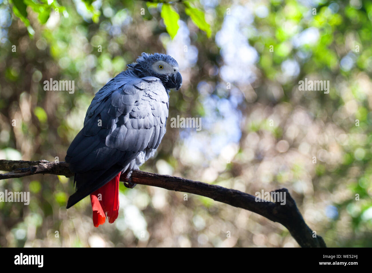 Perroquet gris d'Afrique ou de Psittacus erithacus sur arbre vert close ...