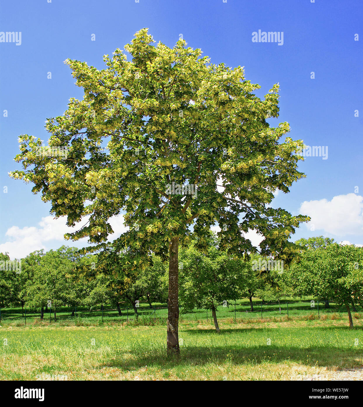 Tilleul en fleurs Banque de photographies et d’images à haute ...
