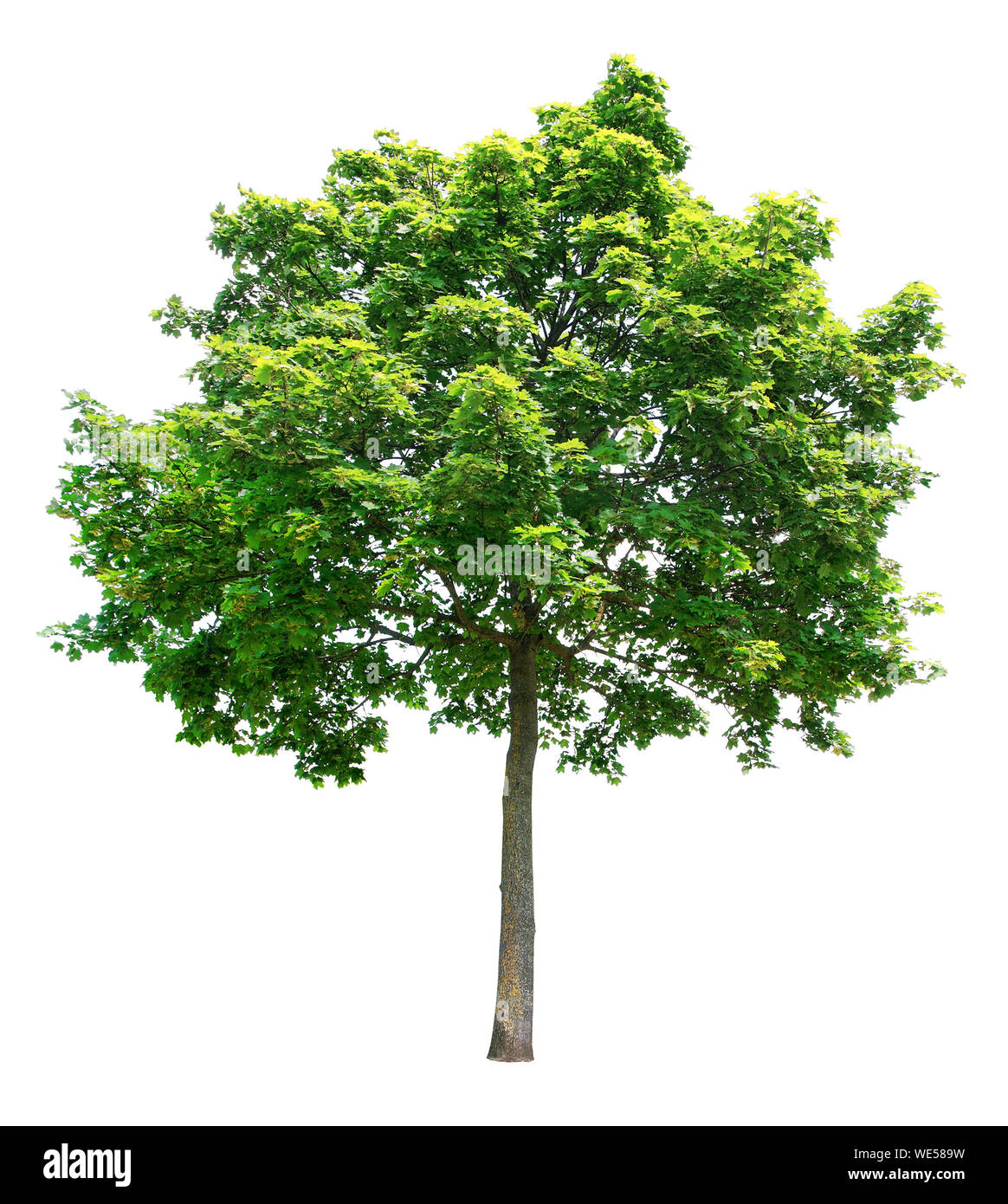 Acer species Banque d'images détourées - Alamy